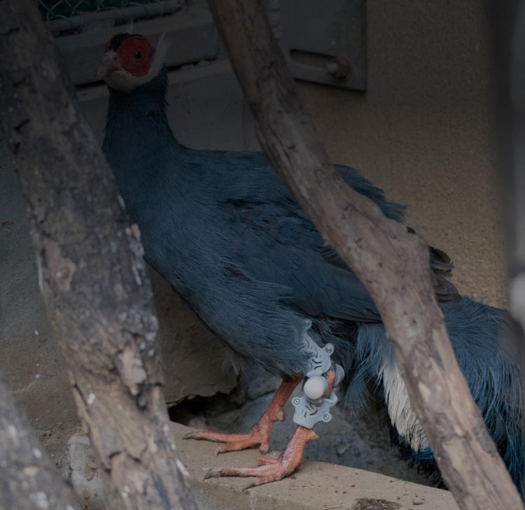 HeyGears Case Studies